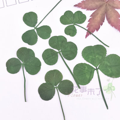 Original Green Shamrock Dried Flower Petal Crafts Gift Card Decoration For Holidays