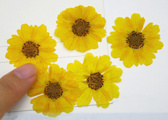 Yellow Hymenoptera Dried Flower Petal Crafts Gift Card Decoration For Children Handicrafts