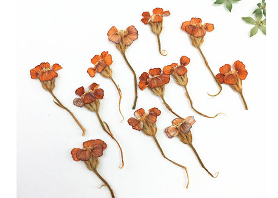 Mixed Color Dried Yarrow Flowers / Real Pressed Flower Jewelry For Small Ornaments