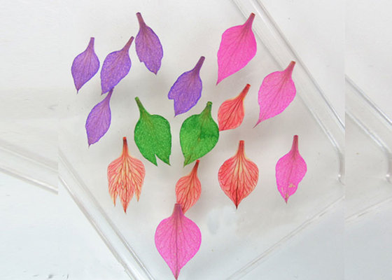 Dye Absorption Love In A Mist Petal Dried Flower Ornaments For Wall Decoration