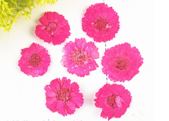 Dye Absorption Daisy Dried Flattened Flowers , Mini Dried Flowers True Plants Specimens