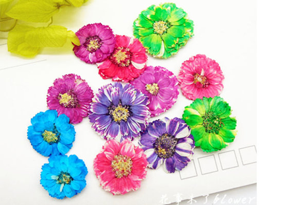 Small Daisy Natural Real Pressed Flowers True Plants Specimens For DIY Photo Frame