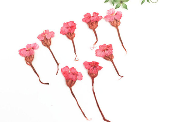 Fashion DIY Dried Yarrow Flowers / Natural Dried Flowers For Gift Card Decoration