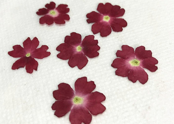 Wedding Real Pressed Flowers For Specimen , Verbena Handmade Floral Dried Flower