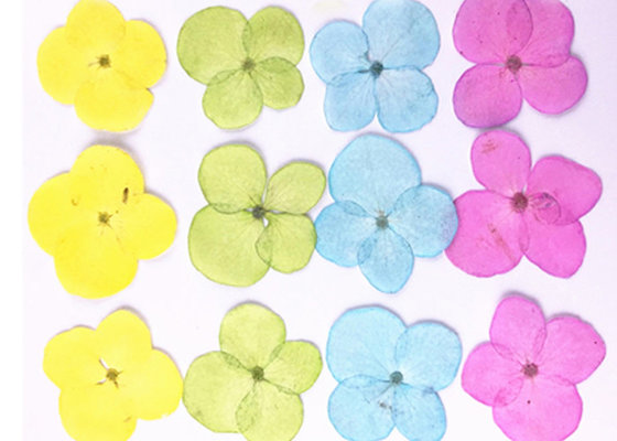 Hydrangea Mixed Color Dried Flower Crafts Petal For Christmas Gifts / Card Decoration