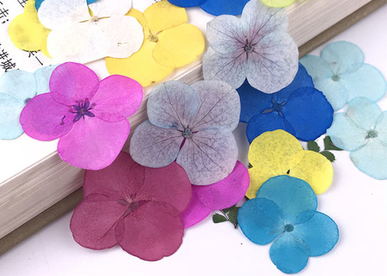 Christmas Decoration Blue Hydrangea Dried Flower Petal True Plant Specimens