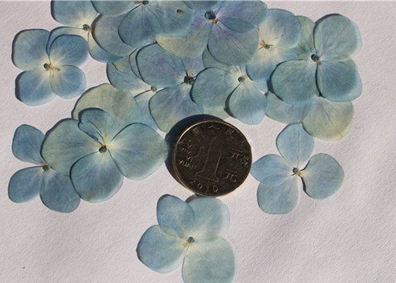 Original Light Blue Hydrangea Dried Pressed Flower Gifts For DIY Bookmark Material
