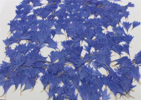 Cornflower Small Dried Flowers Plant Teaching Specimens / Centaurea Cyanus