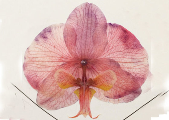 Unique Blue Orchid Natural Dried Pressed Flower For Christmas Decoration