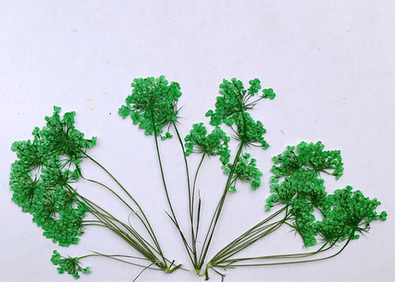 Multi Color Minoan True Lace Dried Flower Arrangements For Acrylic Gems Decoration