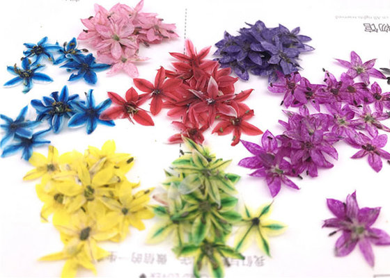 Small Pressed Flowers Preserving Dried Flowers Fit Epoxy Dried Flowers Phone Case DIY