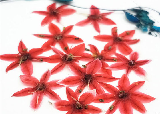 Time Gems Decorations DIY Pressed Flowers / Hand Pressed Flowers Multicolor