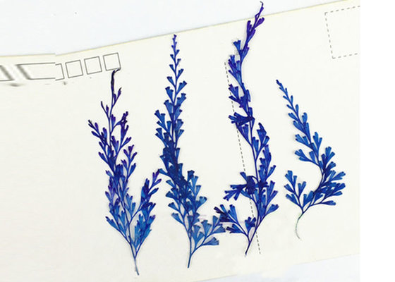 Fern Leaves Real Dried Flowers / Pressed Flower Framed Art 6 Different Colors