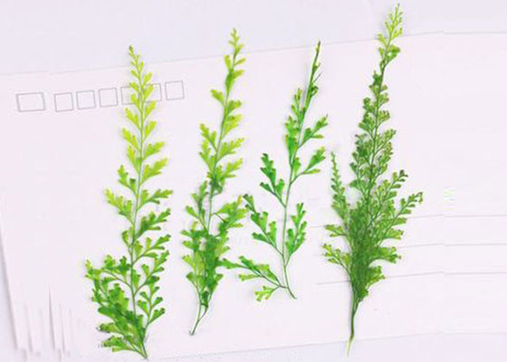 Fern Leaves Real Dried Flowers / Pressed Flower Framed Art 6 Different Colors