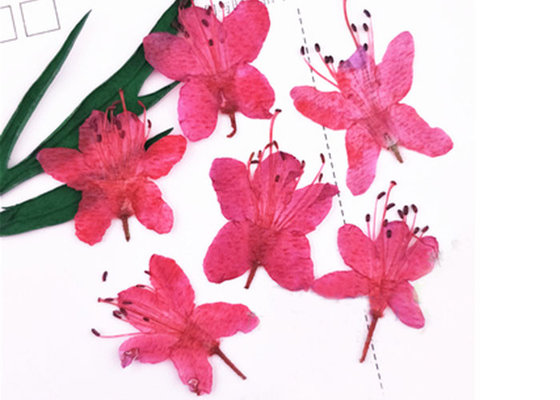 Azaleas Dried Flower Arrangements DIY Handmade Material Fit Apple IPhone X