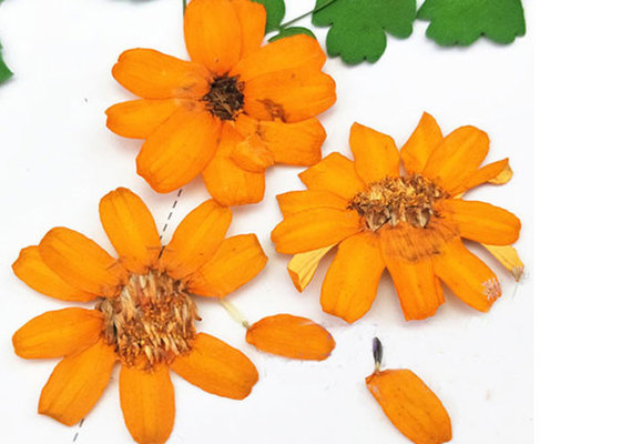 Zinnia Natural Dried Flowers , Dried Daisy Flowers Fit Handmade Floral Raw Material