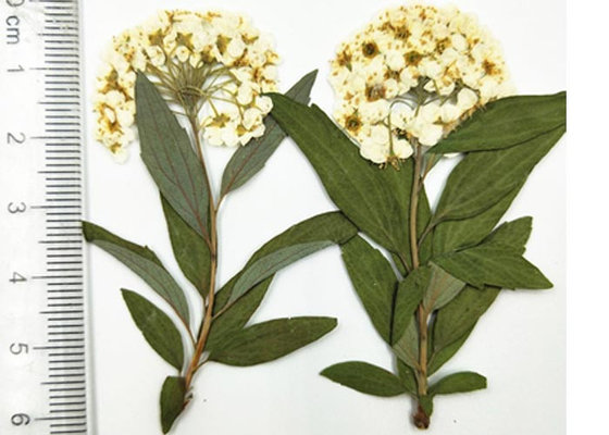 Handmade DIY Decoration Dried Pressed Flowers / Preserving Pressed Flowers