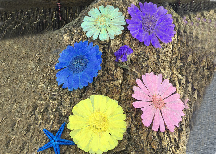 Calendula Pressed Dried Flower Art Diameter 4 - 6 CM Natural Plant For Wedding