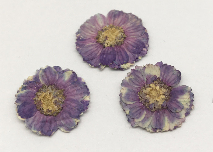 Beauty Small Dried Flowers Diameter 1.5CM Color Optional For Necklace Ornament