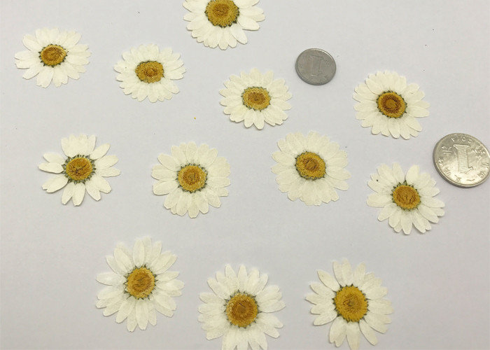 True Specimen Real Pressed Flowers Diameter 3CM For Christmas Card Gift
