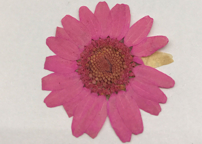 Pink Chrysanthemum Pressed Flower Candles Decoration For DIY Materials