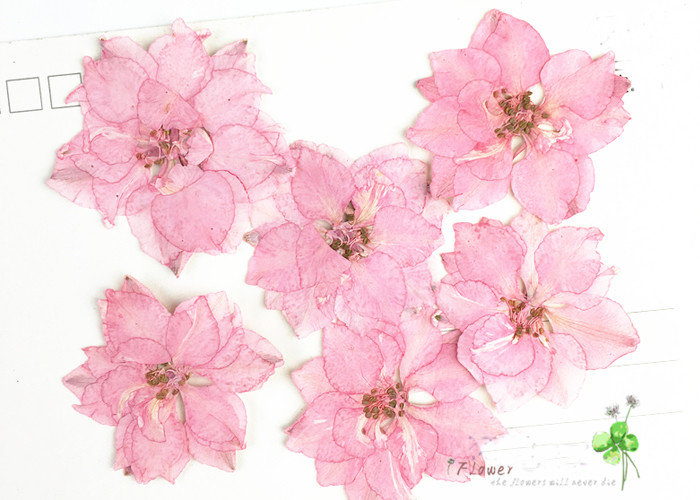 Eternal Floral Dried Pressed Flowers Larkspur Diameter 3CM For Christmas Decorations