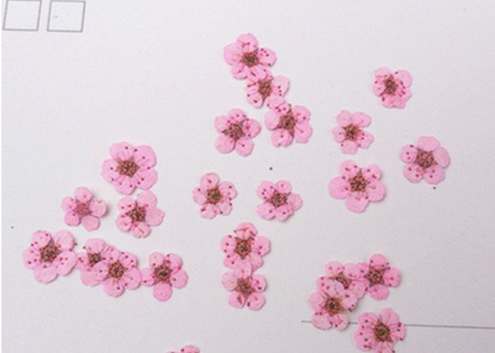 Pink Mikado Natural Dried Flowers Diameter 0.6CM For Nail / Gem Decoration