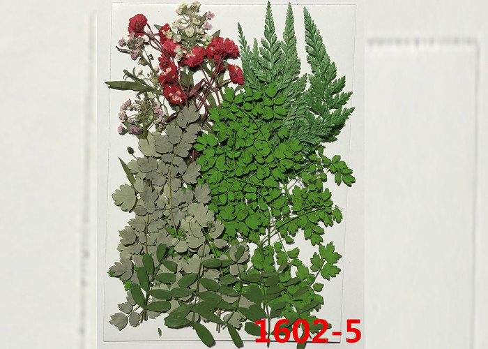 Wedding Decoration Mounting Pressed Flowers , Dried Green Flowers For Gifts Card Ornament