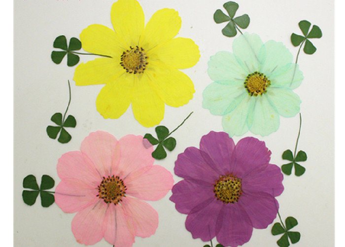 True Cosmos Real Dried Flowers Lake Blue Color For DIY Handicraft Bookmark