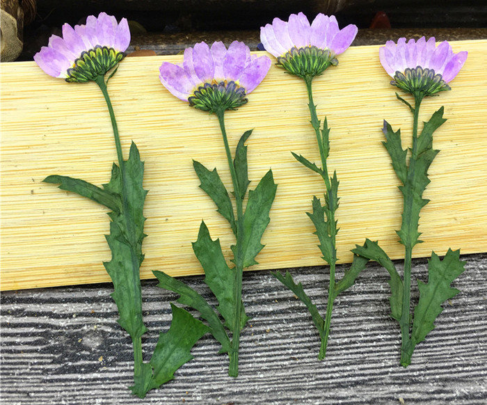 Purple Dried Chrysanthemum Flower Color Optional For Candle Decoration