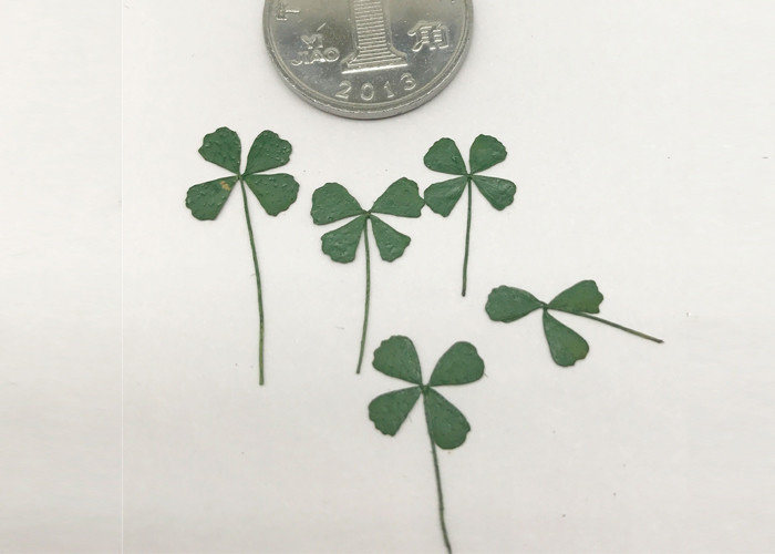 Small Clover Specimens Dried Green Flowers , Diameter 1.5CM DIY Hand Pressed Flowers