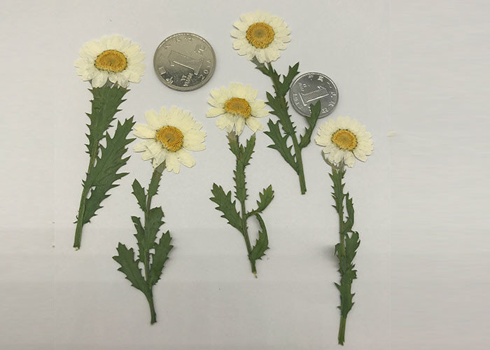 Fashion Dried Pressed Flowers White Chrysanthemum / Stem For Leaf Vein Bookmark Gifts