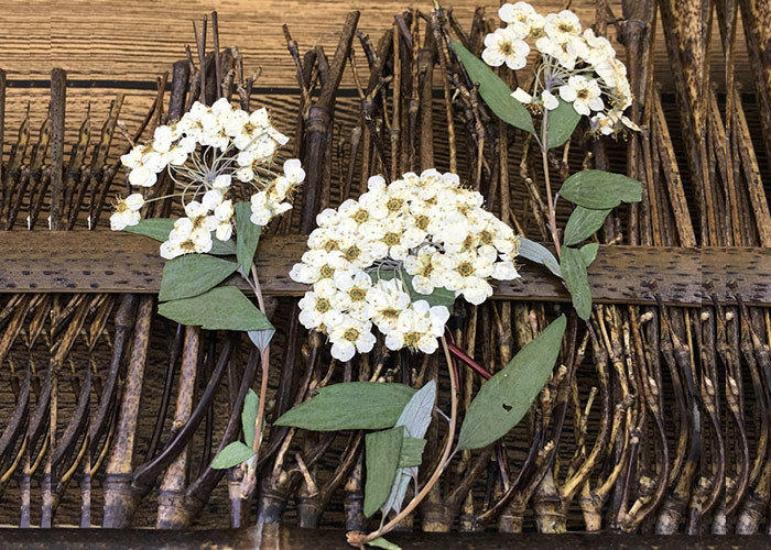 White Small Flower Dried Pressed Flowers For Epoxy Iphone 7 Phone Case