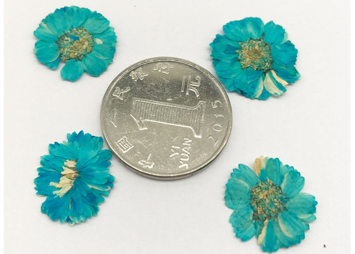 Achillea Lake Blue Dyed Dried Pressed Flowers For DIY Resin Gen Raw Material