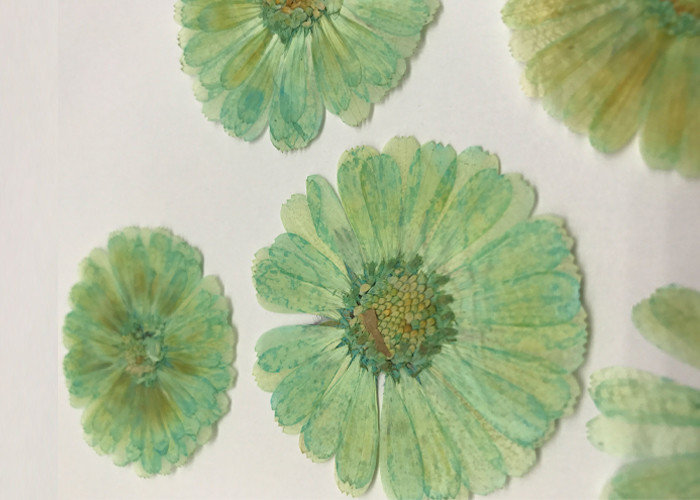 Mint Green Dyed Dried Pressed Flowers Handmade For Press Art Painting Material