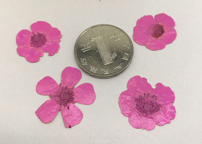 DIY Framed Pressed Flowers Buttercup Flower Diameter 1.5CM For Beauty Nail Decoration