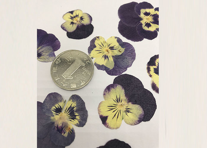 Purple Pansy Real Pressed Flowers True Plant Material For Press Picture Ornaments