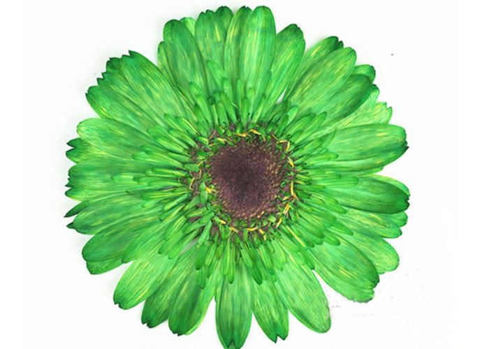 Dye Absorption Unique Gerbera Pressed Dried Flowers Framed Art For DIY Decoration
