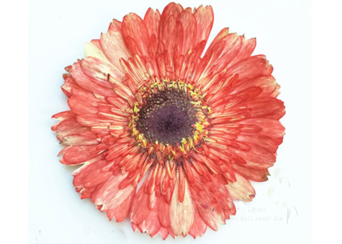 Dye Absorption Gerbera Natural Dried Flowers Plant Material For DIY Parlor Decoration