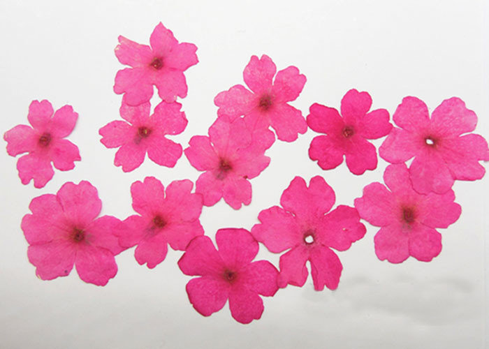 Teaching Specimens Natural Dried Flowers , Dye Verbena Dried Floral Arrangements