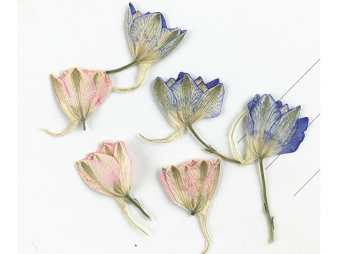 Larkspur Bud Dried Flower Arrangements Raw Material For Teaching Specimens