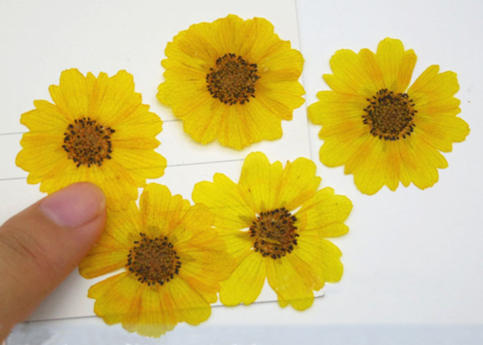 Yellow Hymenoptera Dried Flower Petal Crafts Gift Card Decoration For Children Handicrafts