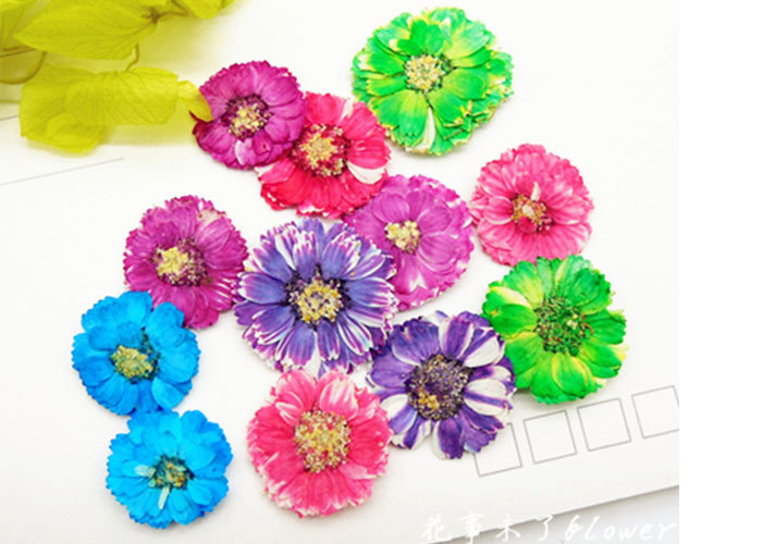 Small Daisy Natural Real Pressed Flowers True Plants Specimens For DIY Photo Frame