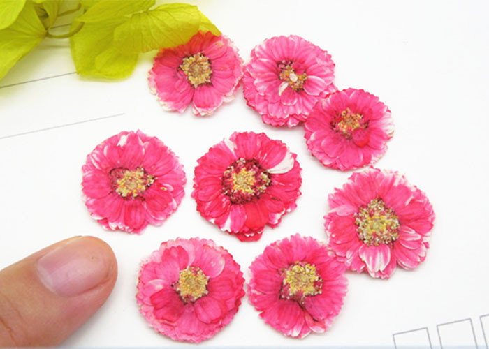 1 CM Small Dried Flowers Dye Absorption Daisy For Wall Painting Decoration