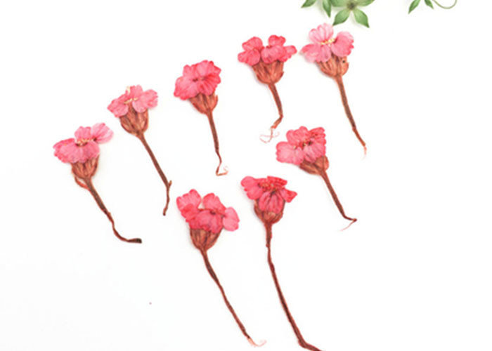 Fashion DIY Dried Yarrow Flowers / Natural Dried Flowers For Gift Card Decoration
