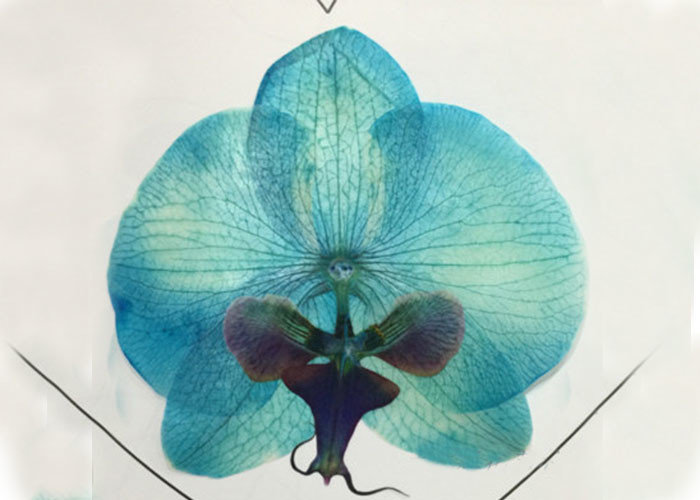 Unique Blue Orchid Natural Dried Pressed Flower For Christmas Decoration