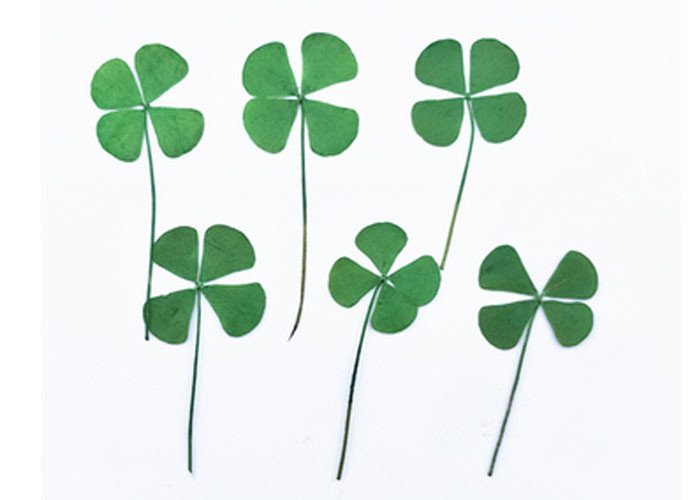 Clover Specimens Framed Pressed Flowers , Green Dried Flowers DIY Handmade Material
