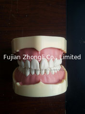 China typodont teeth model with removable screw teeth supplier