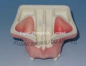 China Sinus Lift Maxillary Model Sinus Grafting Operative Techniques supplier