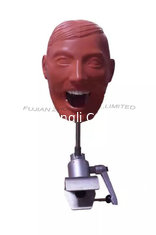 China Dental Techniques  Auxiliary Training Manikin Adult &amp; Bench Or Chair Mount supplier